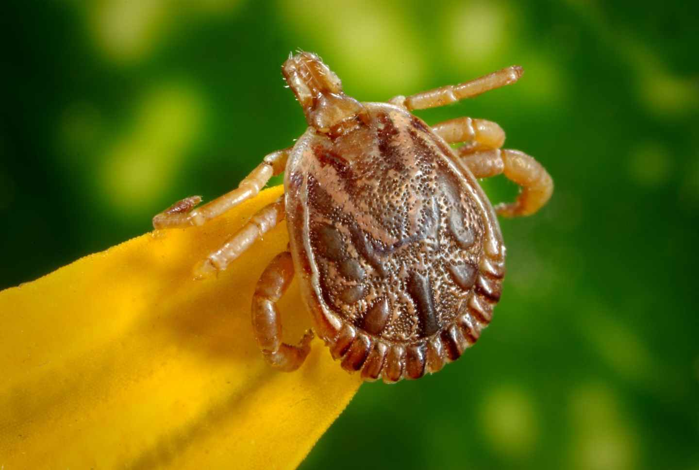 New advanced screening tests for tick-borne diseases in dogs