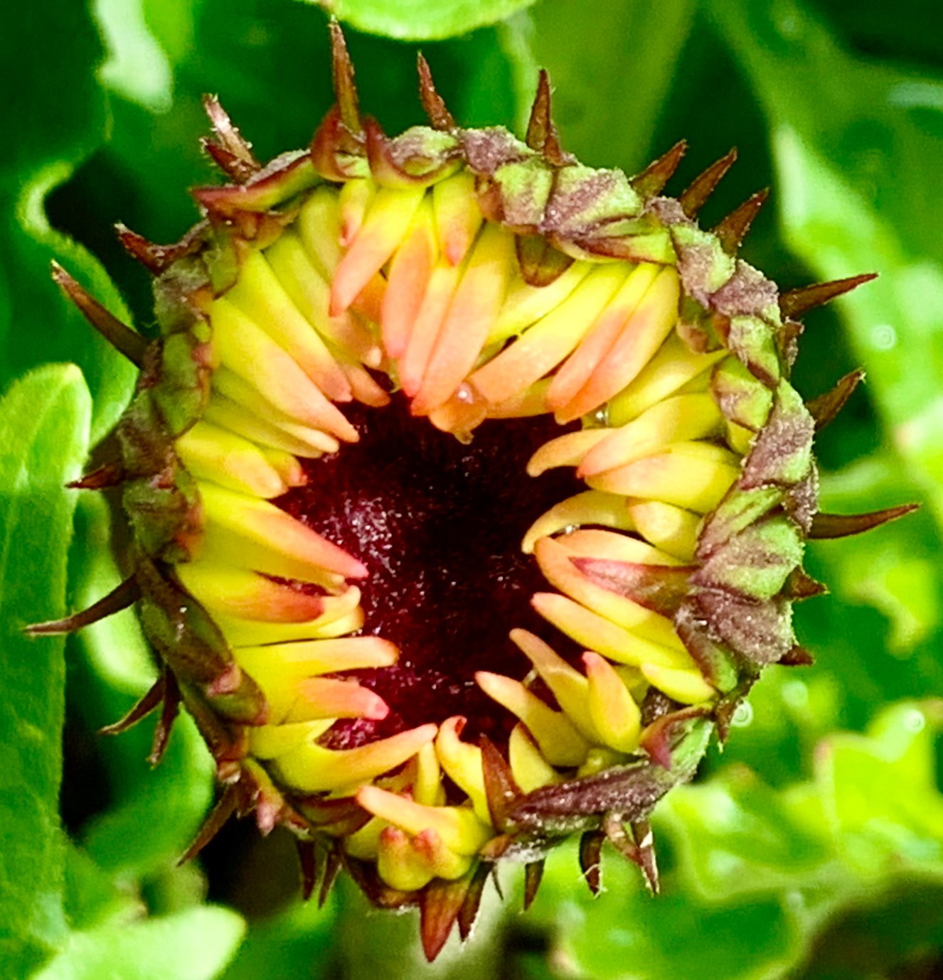 June Awareness Months