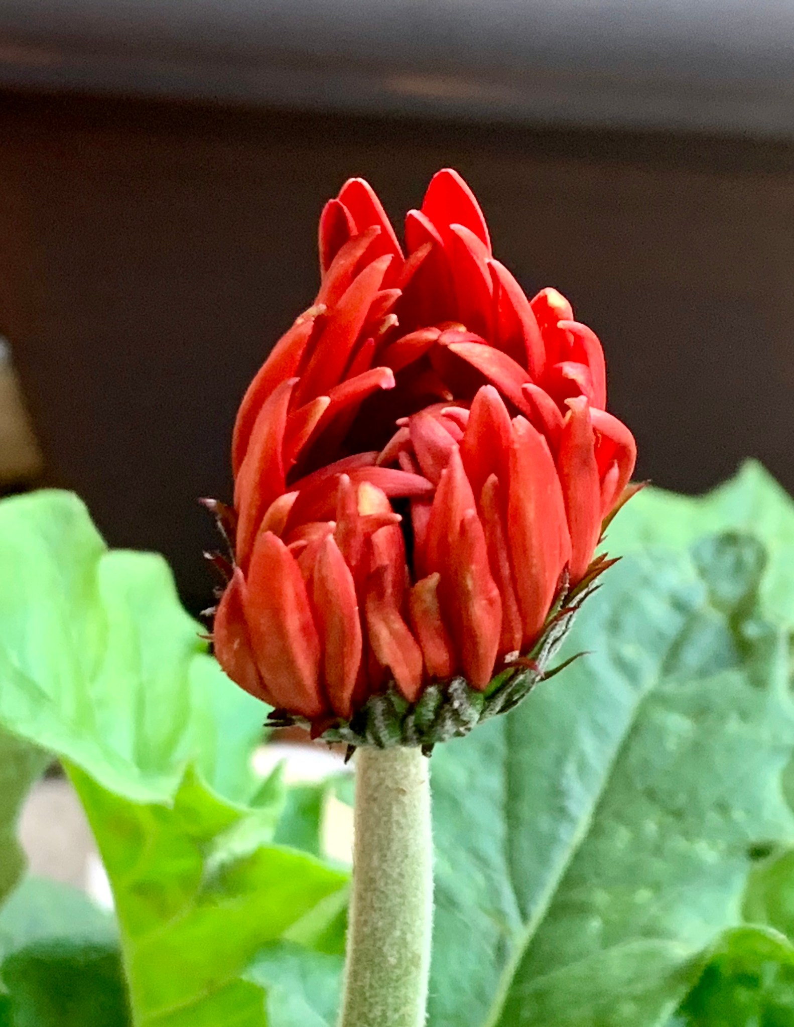 June Awareness Months